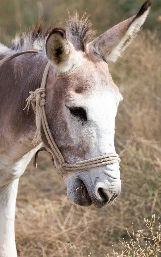 Donkey head on nature stock image. Image of green, forest - 104779203