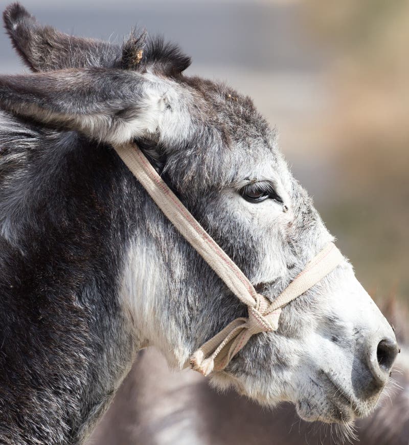 Donkey head on nature stock image. Image of farm, farming - 106530567