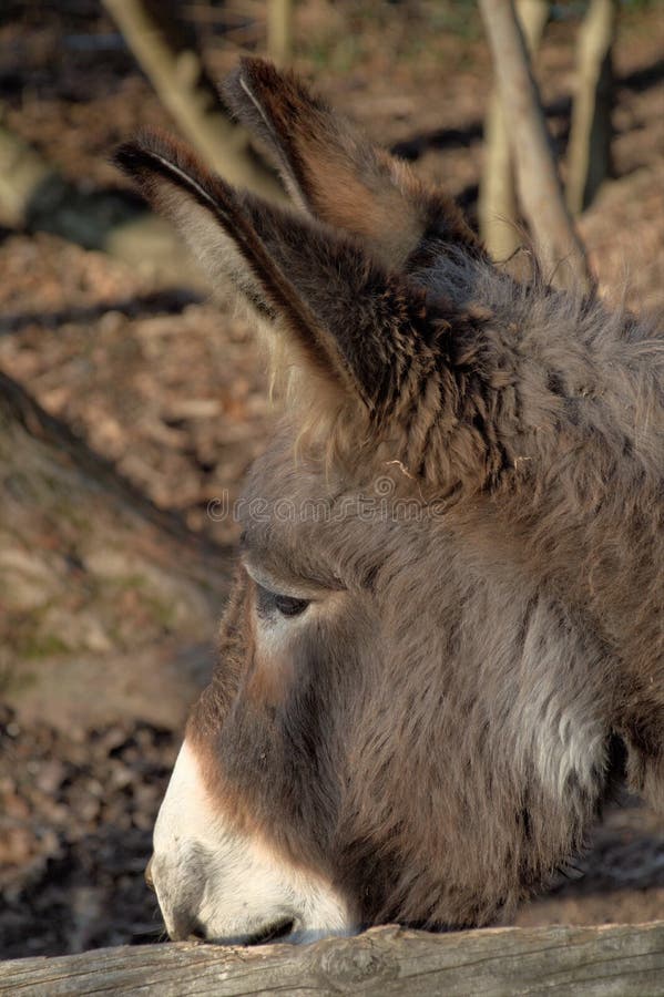 Donkey profile stock photo. Image of brown, europe, sunny - 89396106