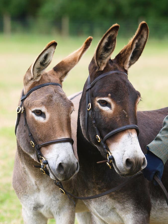 Head shot of two donkeys stock photo. Image of enclosure - 75194660
