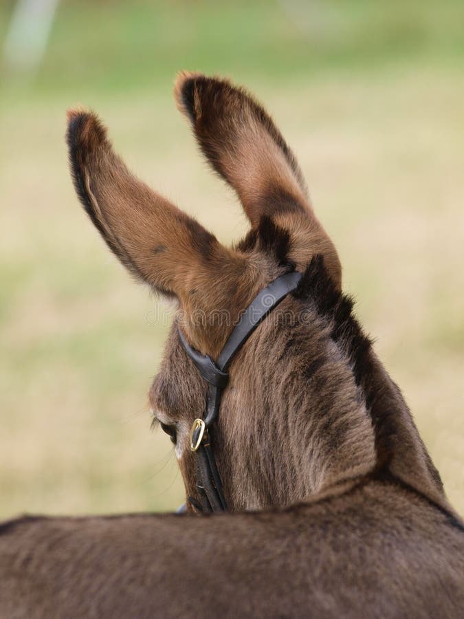 Donkey Head shot stock photo. Image of face, pair, animal - 29428010