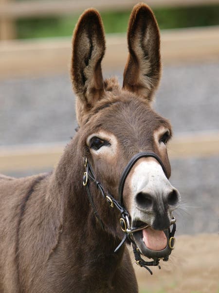 Donkey Head shot stock image. Image of funny, cute, noise - 29428069
