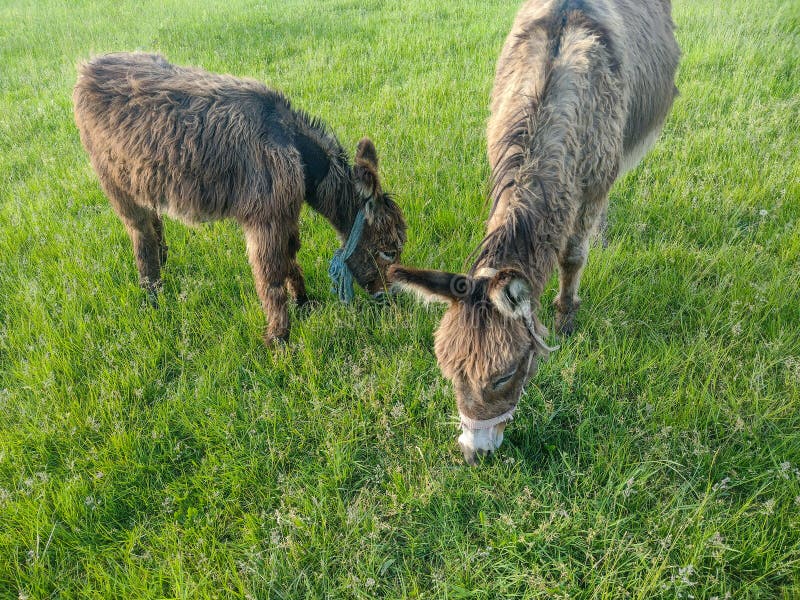 A Donkey and Her Foal are Grazing Grass Stock Photo - Image of grass ...