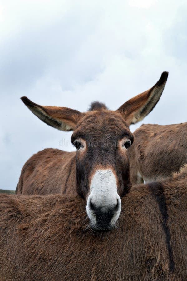 Donkey stock image. Image of animal, herd, brown, ears - 46803889