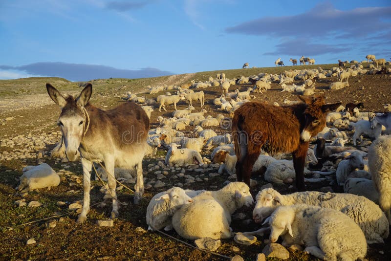 A Donkey among a Herd of Sheep in Dagestan Stock Image - Image of ...