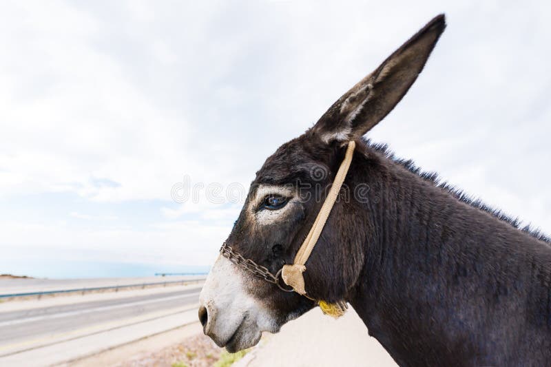 Donkey Profile Side View Portrait In Gray Color Stock Photo - Image of ...