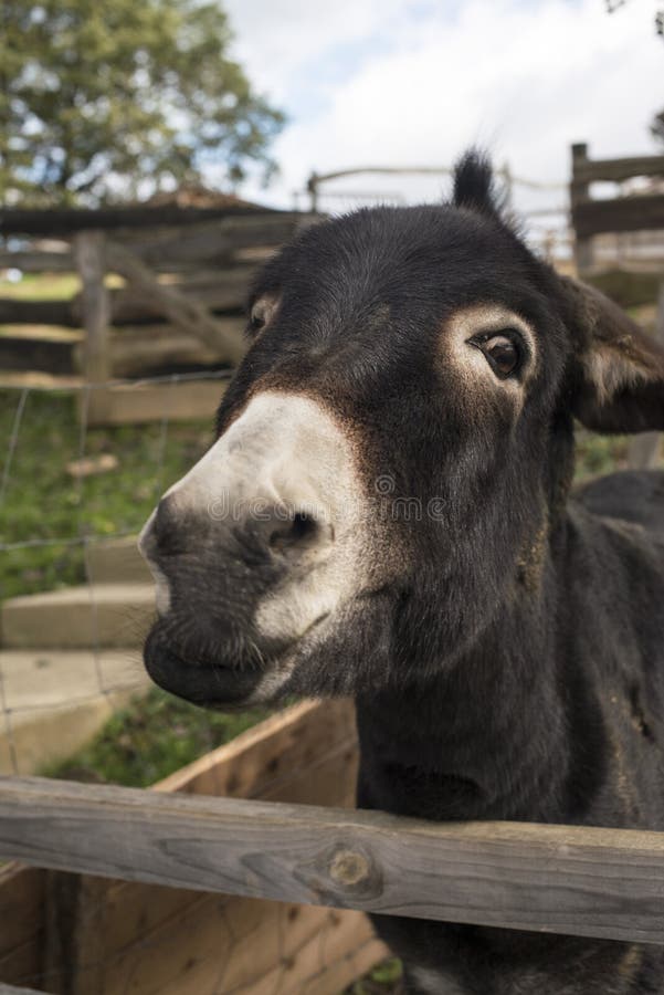 Angry Donkey Stock Photos - Free & Royalty-Free Stock Photos from ...