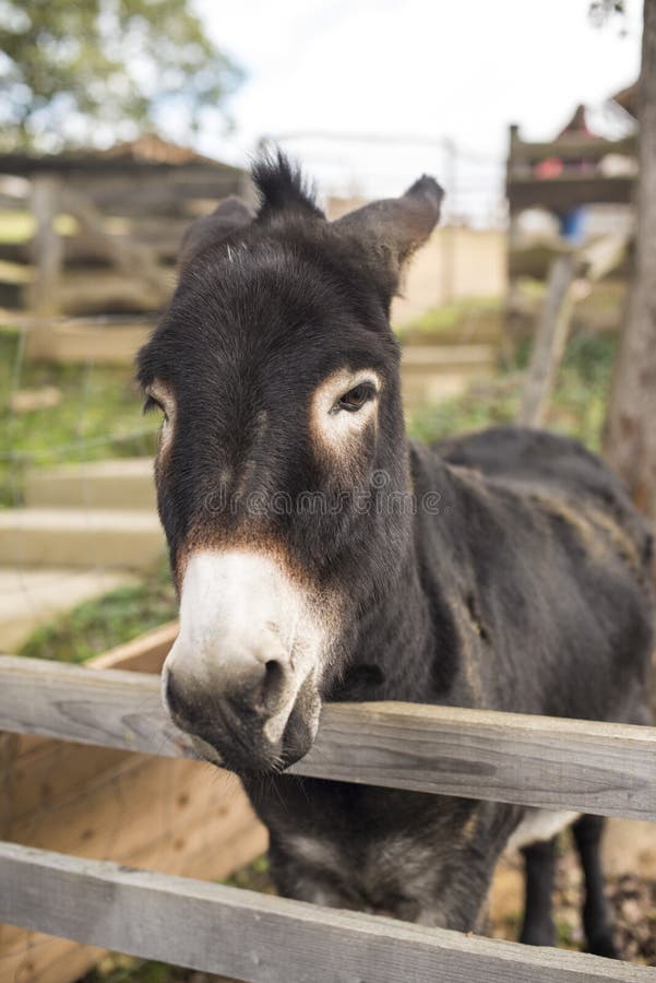 Angry Donkey Stock Photos - Free & Royalty-Free Stock Photos from ...