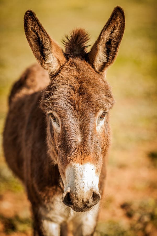 Light Tan Donkey stock image. Image of donkey, mountain - 32695087