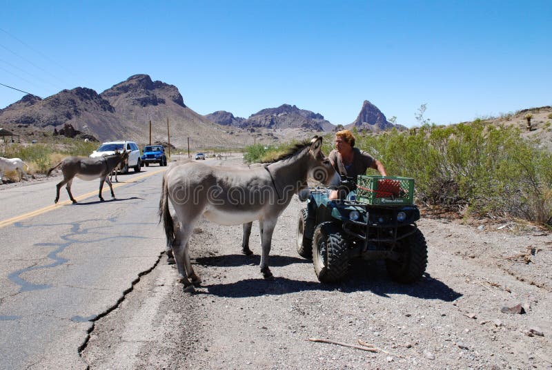 A Donkey is Interrupting Man on a Tractor Editorial Stock Image - Image ...
