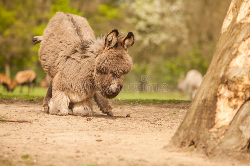 Donkey Behavior Stock Photos - Free & Royalty-Free Stock Photos from ...