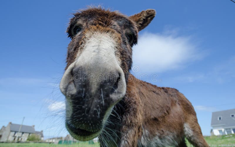 Donkeys in Aran Islands, Ireland Stock Image - Image of rock, ireland ...