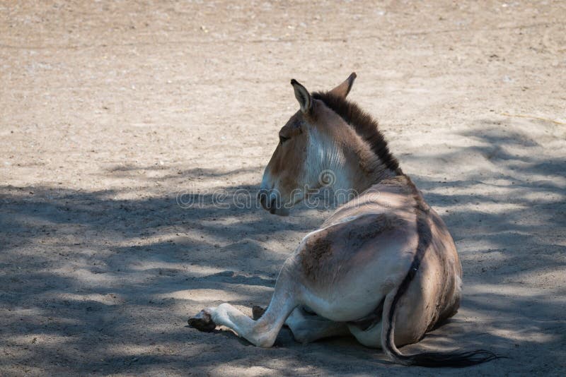 621 Donkey Shadow Stock Photos - Free & Royalty-Free Stock Photos from ...