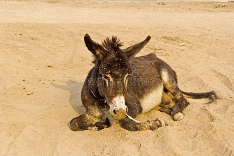 Donkey stock photo. Image of dust, oriental, mammal, sand - 39799644