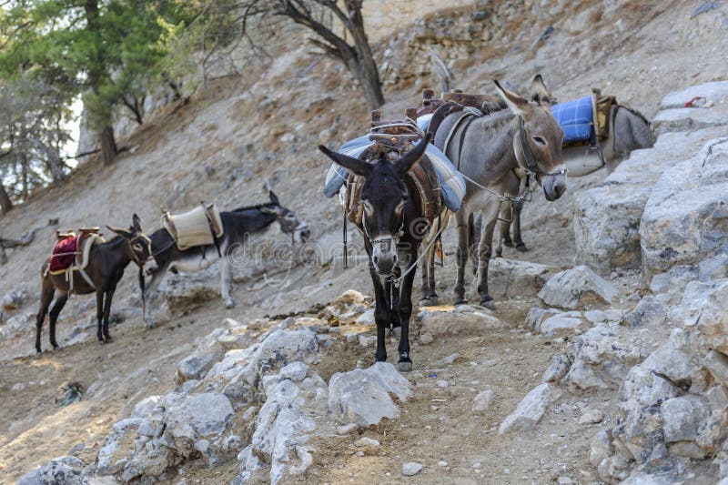 Donkey in lindos rhodes stock image. Image of sightseeing - 94509545