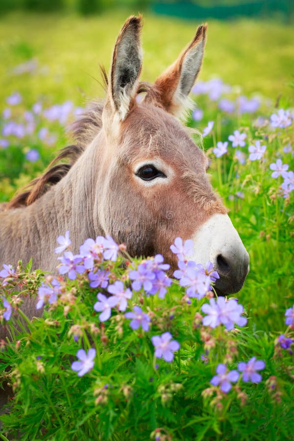 Donkey stock photo. Image of grey, little, green, donkey - 49857428
