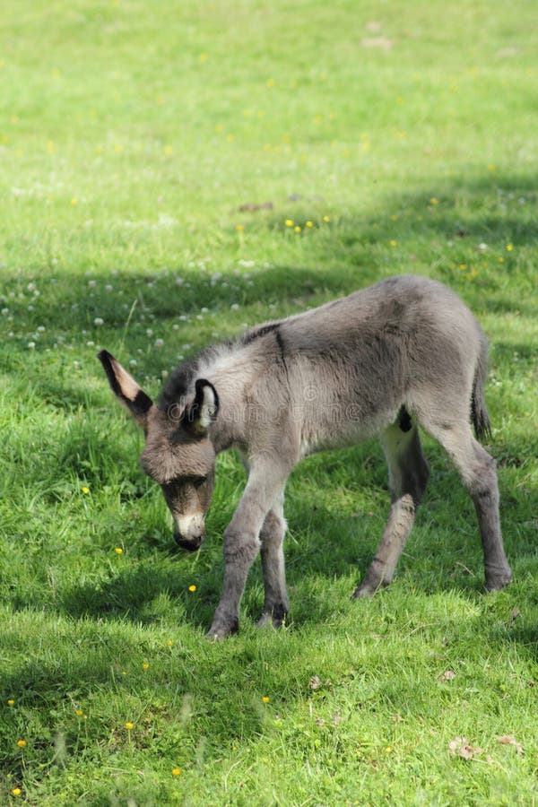 Donkey stock photo. Image of carefully, movement, young - 65557052