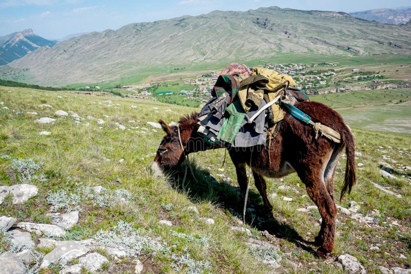 175 Loaded Donkey Stock Photos - Free & Royalty-Free Stock Photos from ...