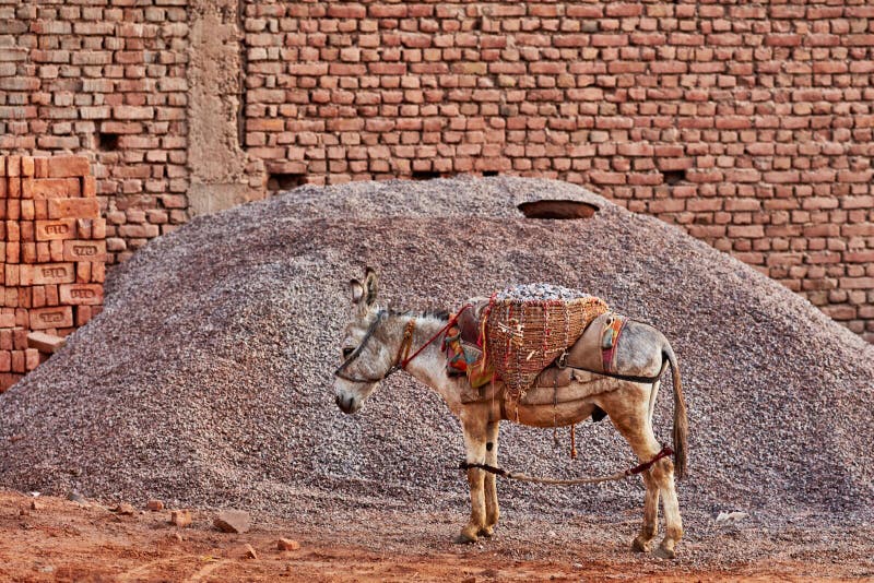 Loaded donkey stock photo. Image of back, carry, lonely - 855664