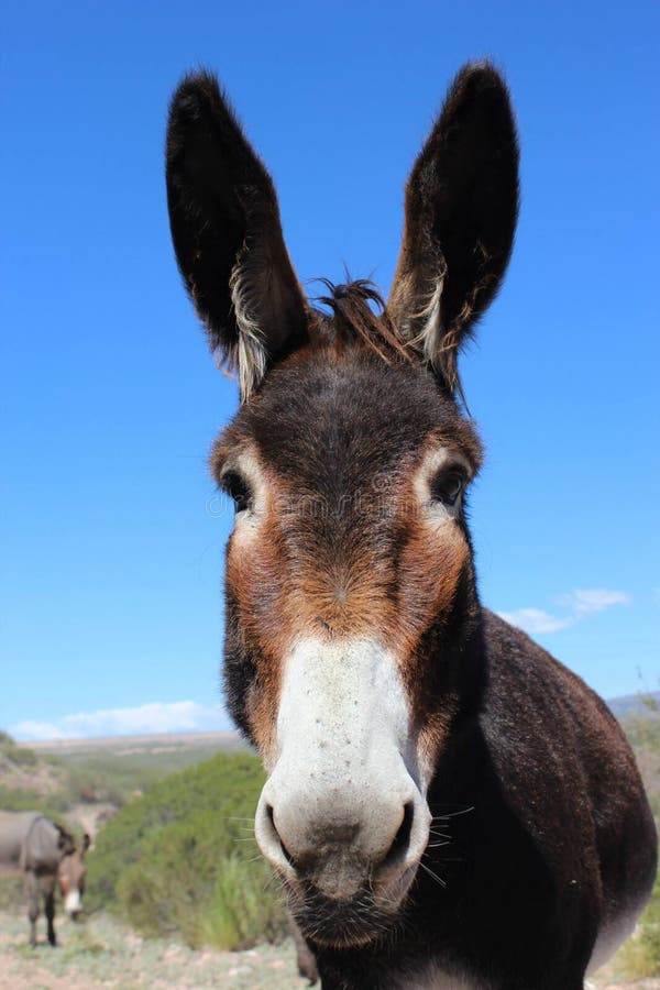 Donkey look stock photo. Image of stallion, sheep, horn - 241796258