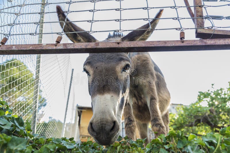 Donkey looking at camera stock image. Image of meadow - 55229701
