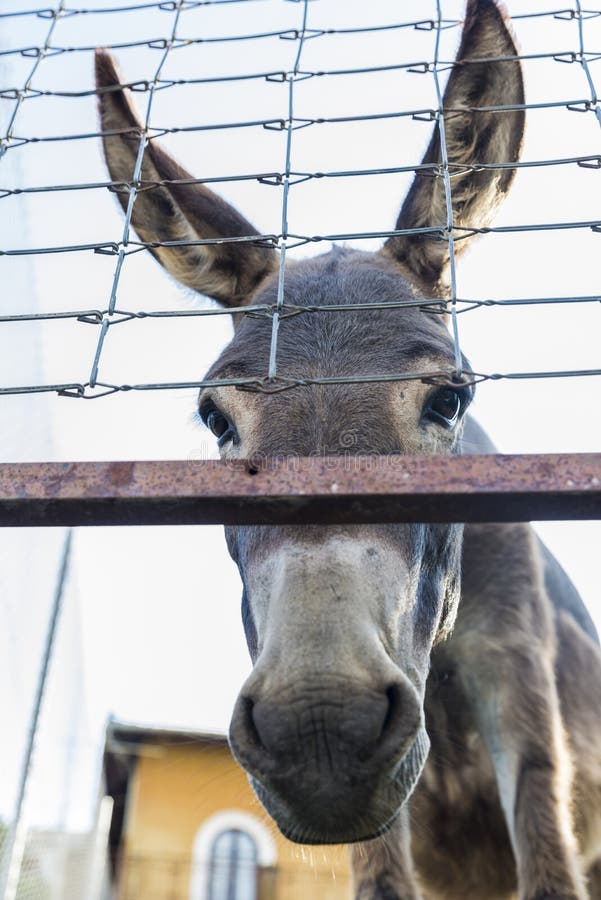 4,751 Donkey Looking Stock Photos - Free & Royalty-Free Stock Photos ...