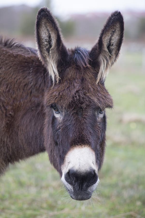 Donkey Looking at the Camera with a Funny Appearance Stock Photo ...