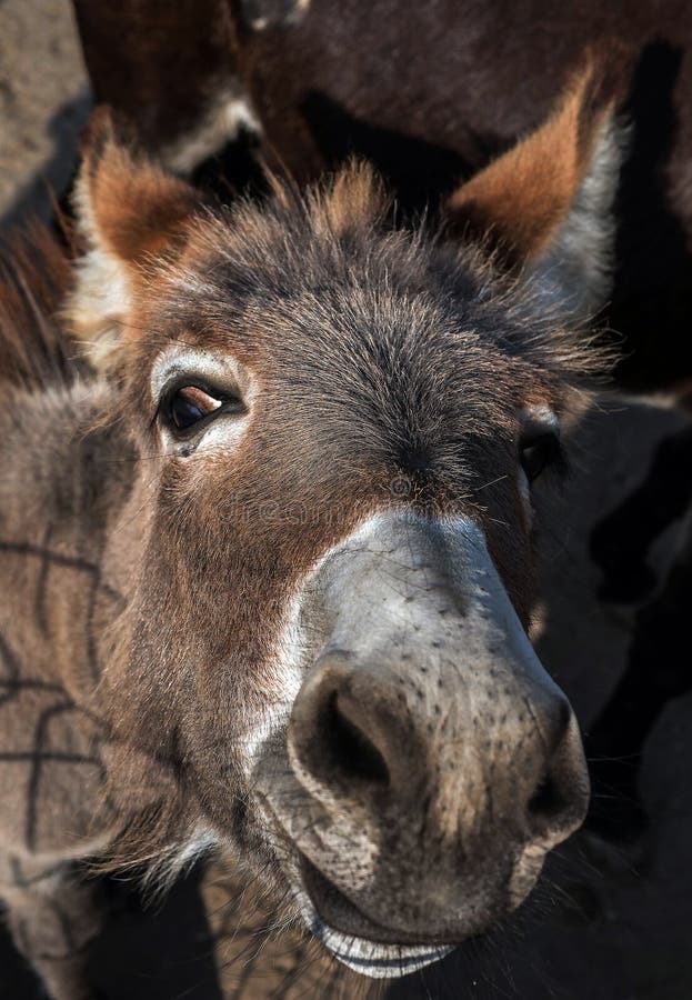 The Donkey Looks into the Camera Lens, the Animal is Wild, the Donkey ...
