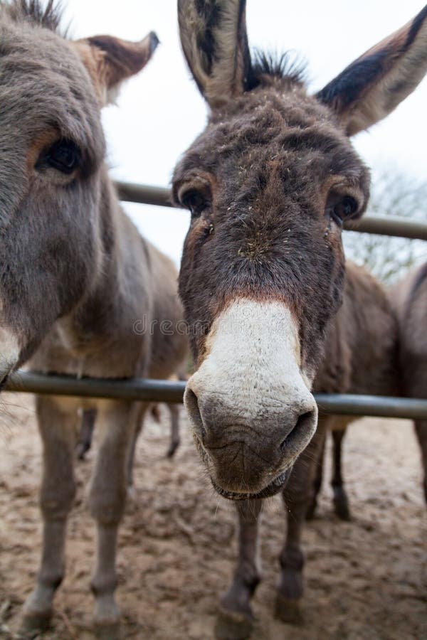Donkey looks stock image. Image of herd, cuddly, friendly - 80244643