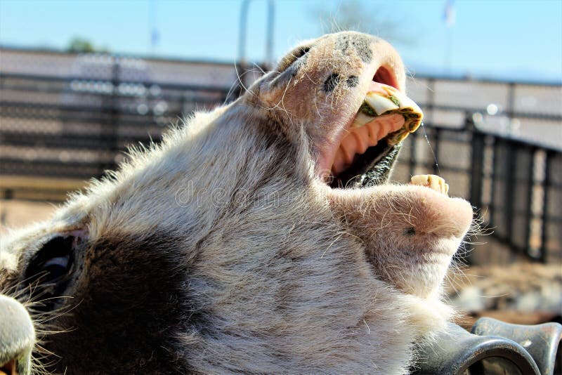 Donkey stock photo. Image of kicking, food, foal, tail - 91181872
