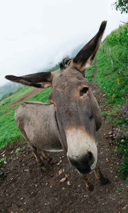 3,964 Funny Mule Stock Photos - Free & Royalty-Free Stock Photos from ...