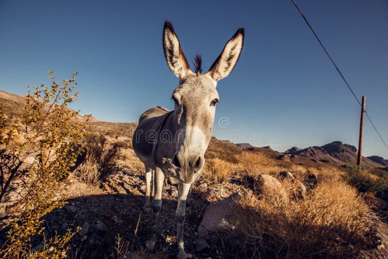 Donkey in the Mojave Desert Stock Photo - Image of heat, mountain: 37490582