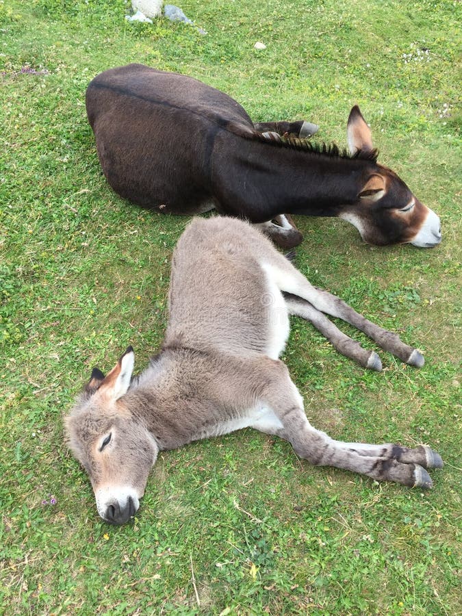 Sleeping donkey stock photo. Image of donkey, forest, wild - 5193248