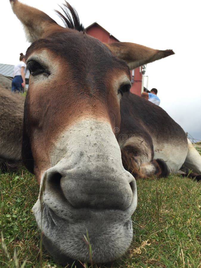 Donkey Mother and Son Sleeping Stock Photo - Image of wildlife, peak ...