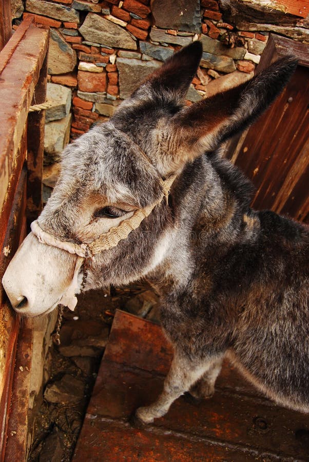 Cyprus Donkey stock image. Image of chordata, donkey, cute - 7653739