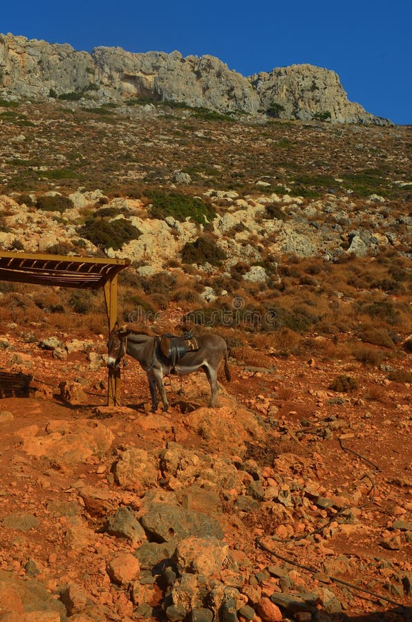 Donkey in the Mountains in Crete, Greece Stock Photo - Image of greece ...