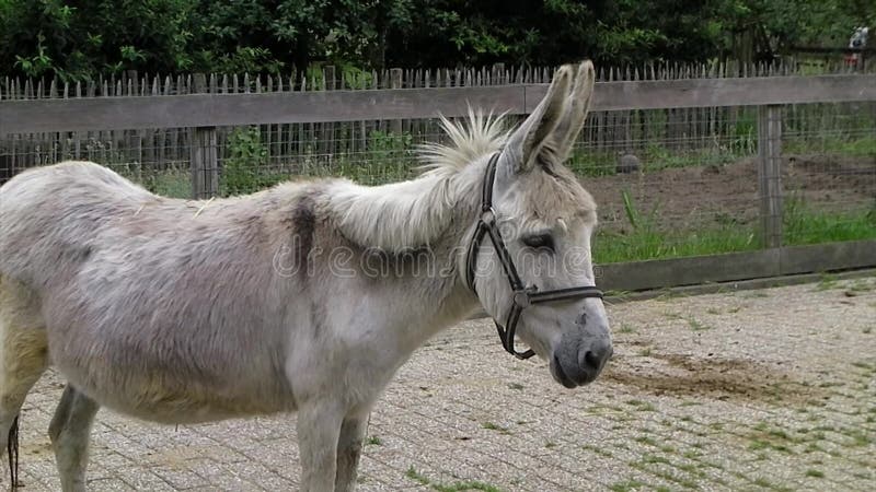 Donkey moving its ears stock footage. Video of isolated - 52790152