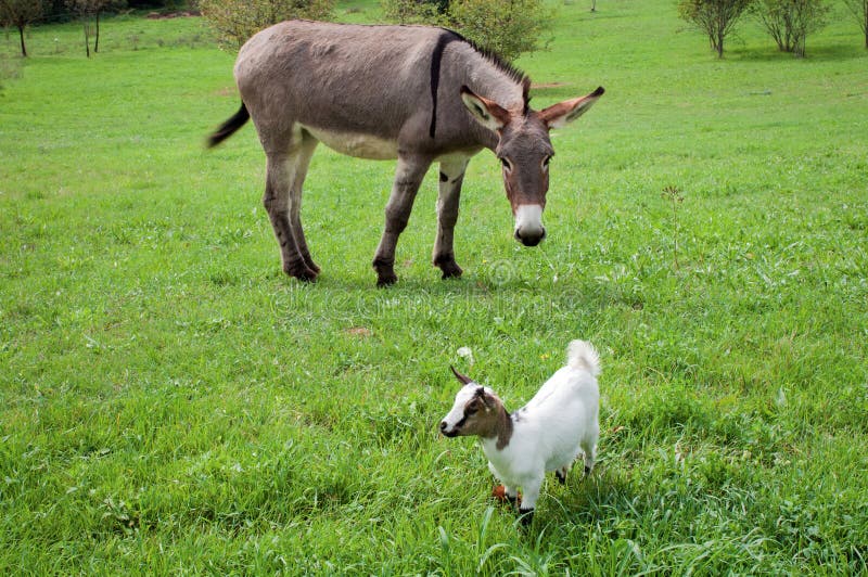 Donkey and nanny stock photo. Image of field, close, goatling - 48147284