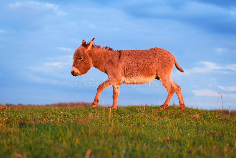 Donkey stock photo. Image of grass, donkey, spring, gray - 40794304