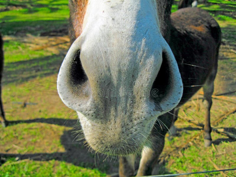 Donkey head close up image stock photo. Image of alone - 118277702