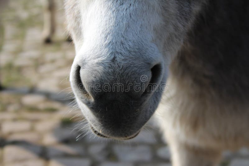 Donkey s stock photo. Image of four, green, devon, sanctuary - 1307388