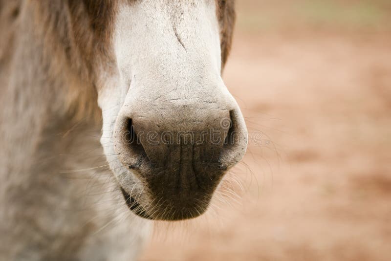 Donkey s nose stock image. Image of farm, nose, south - 55517029