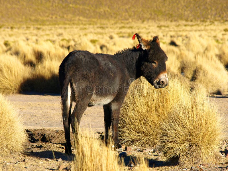 Spanish Donkey In Green Landscape Stock Image - Image of mule, nobody ...