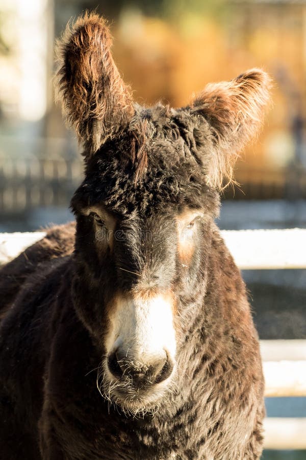 A Donkey Outside with Beautiful Light Stock Image - Image of mammal ...