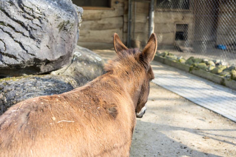 Donkey outside enclosure stock photo. Image of season - 122782012