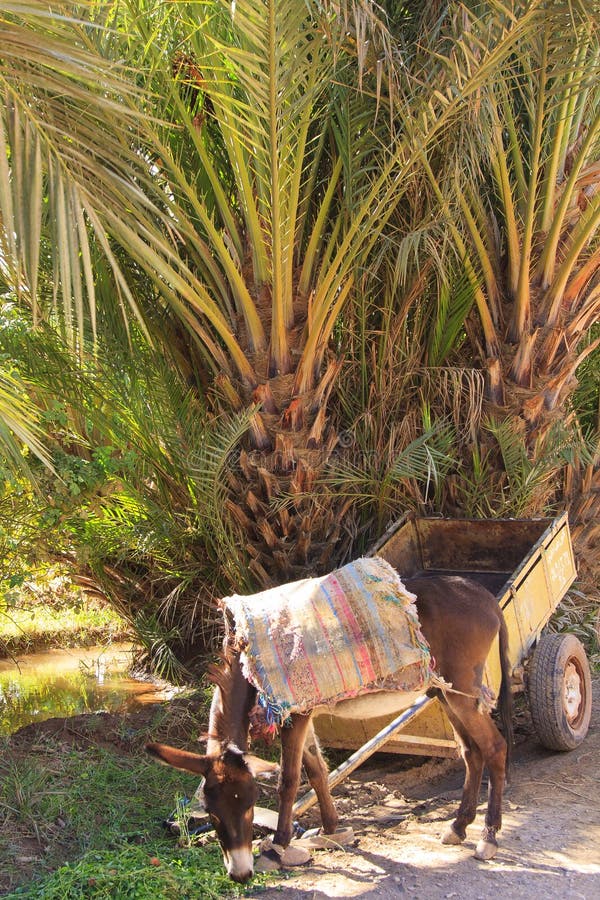 Donkey tree stock image. Image of meadow, animal, mammal - 8088809