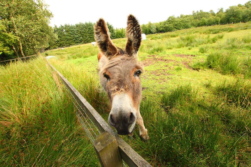 Donkey in the park stock image. Image of farm, outdoors - 15179141