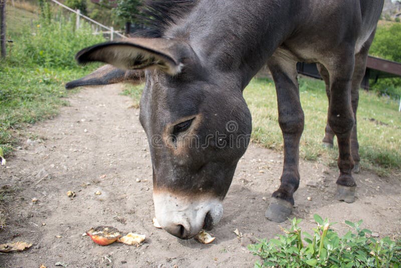 A donkey in a park stock photo. Image of farm, agriculture - 156791074