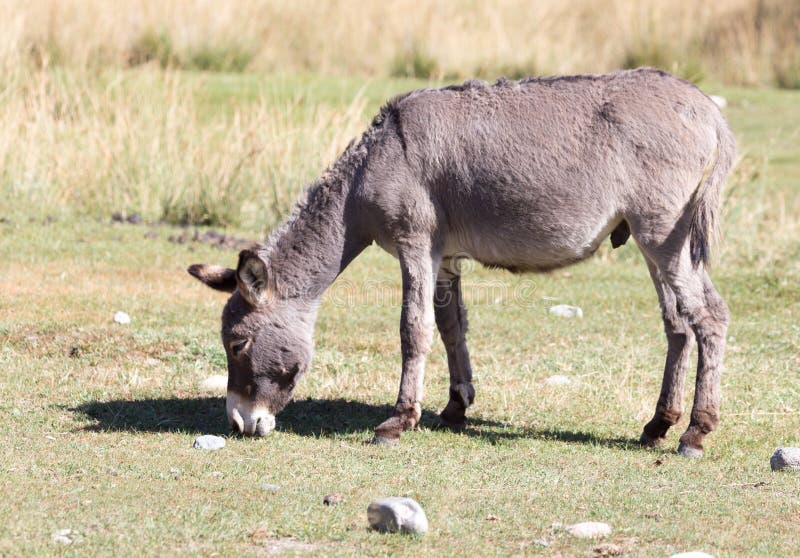 Donkey in a Pasture in the Fall Stock Photo - Image of beautiful, face ...