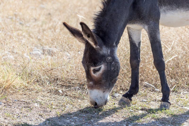 Donkey in a Pasture in the Fall Stock Photo - Image of grey, autumn ...